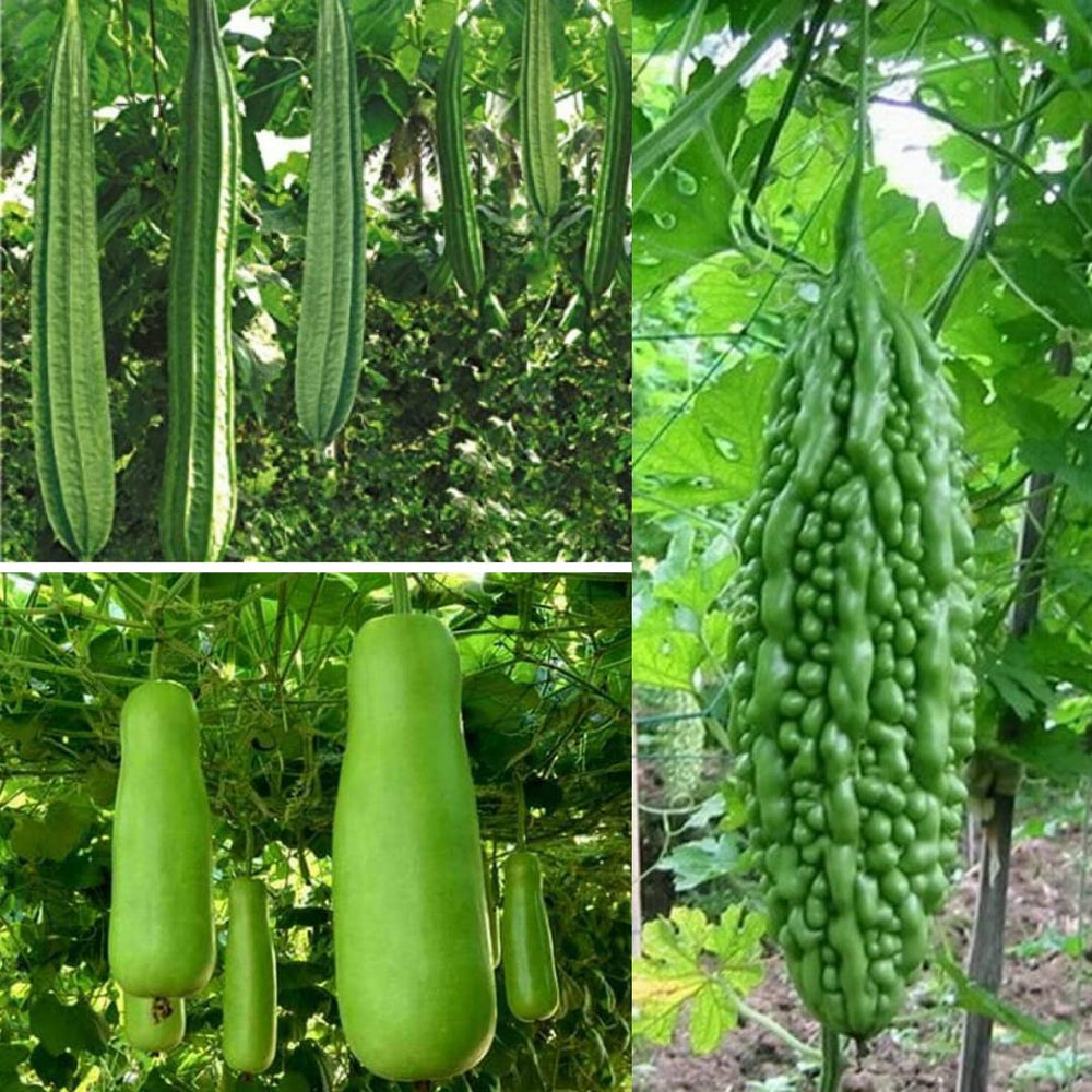 HYOFarms India®-Garden Store